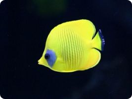 Sziámi harcoshal(Betta)